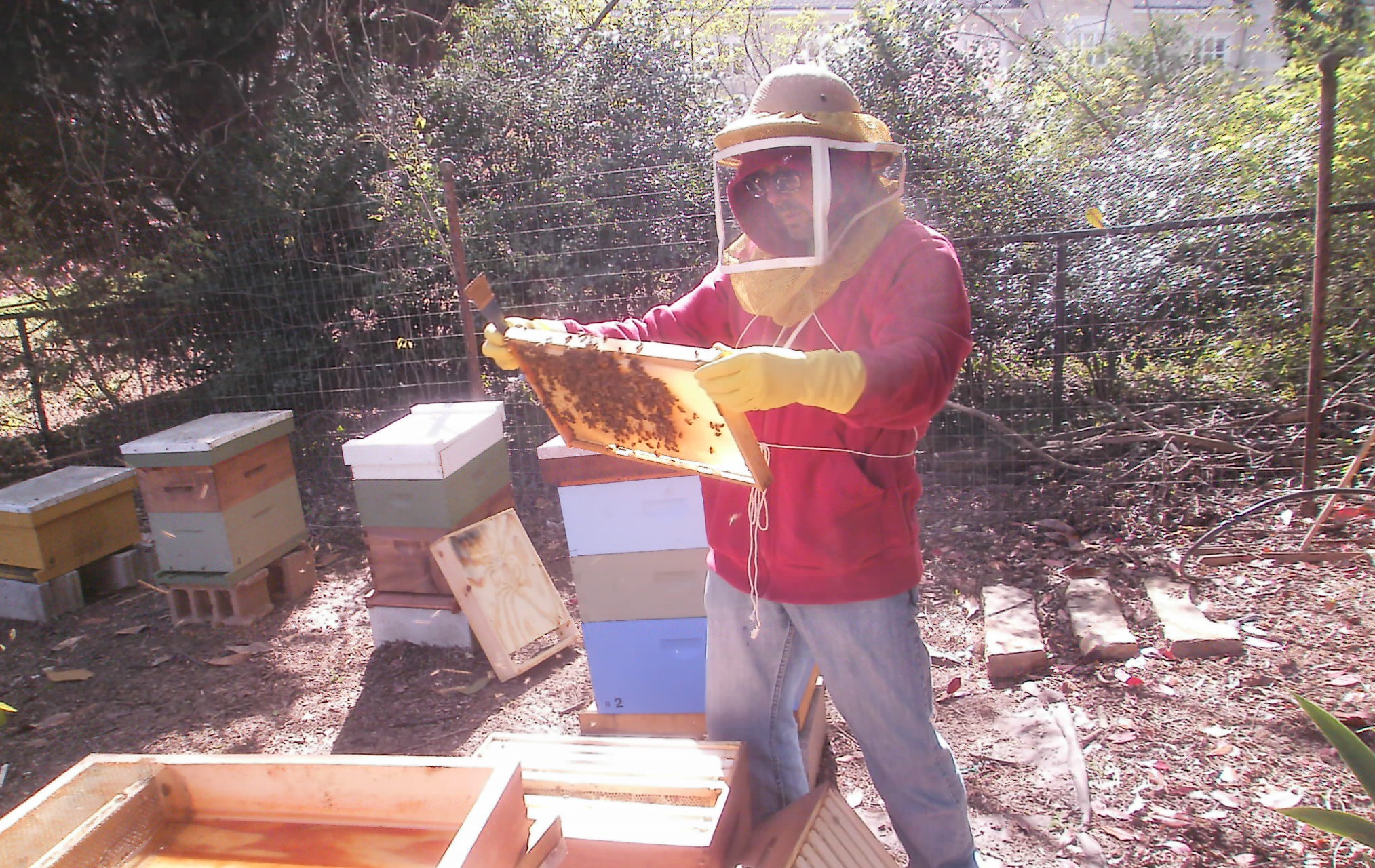Bee-lieving in Sustainability - ZSR Library